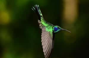 Monteverde: Hanging Bridges in the Cloud Forest Guided Tour | GetYourGuide