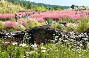 Jeju: Private Shore Excursion for Cruise Guests– West&South | GetYourGuide