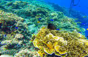 2 Day Cebu Island Hopping: Mactan, Moalboal & Kawasan Tour | GetYourGuide