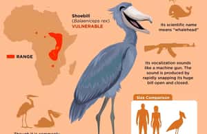 Kampala: Mabamba Swamp Birdwatching Tour with Homemade Cake | GetYourGuide