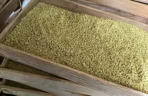 Kyoto: Koji-Verkostung und Amazake-Dessert-Workshop | GetYourGuide