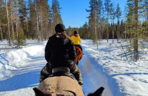 Rovaniemi: paseo a caballo por el bosque con traslados | GetYourGuide