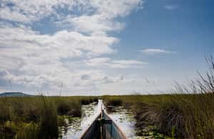 Kampala: Mabamba Swamp Birdwatching Tour with Homemade Cake | GetYourGuide