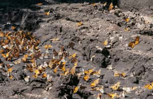 Mexiko-Stadt: Private Tour zum Valle de Bravo & zu den Monarchfalter ...