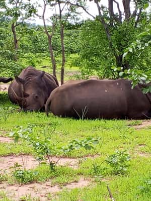 Rhino Guardians Safari: A Guided Conservation Game Drive | GetYourGuide