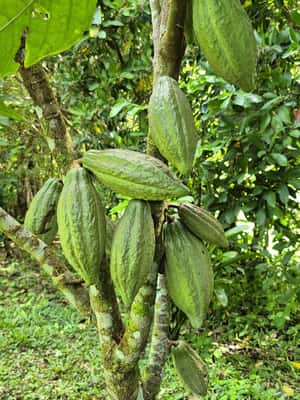 Costa Rica: Chocolate Tour | GetYourGuide