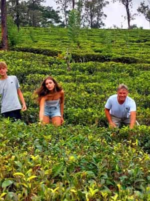 Kandy to Ella Drop: Optional Train Ride from Ambewela | GetYourGuide