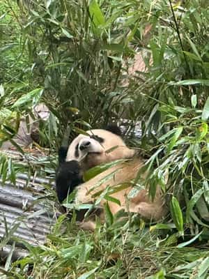 Chengdu: Panda Base, Snack, Tea, Folk Show, Kuanzhai Alley | GetYourGuide