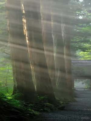 From Tokyo: Nagano Private Tour with Igloo Village & Monkeys | GetYourGuide