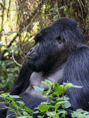 Desde Kigali: excursión de 1 día para ver gorilas de montaña en Uganda ...