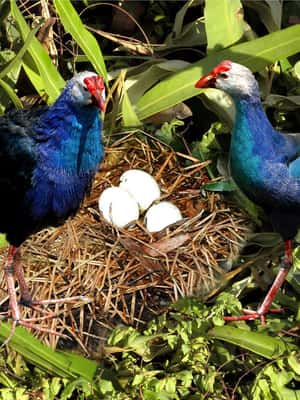 Rach Gia: 3-Day Tra Su Cajuput Forest & Bike Tour | GetYourGuide