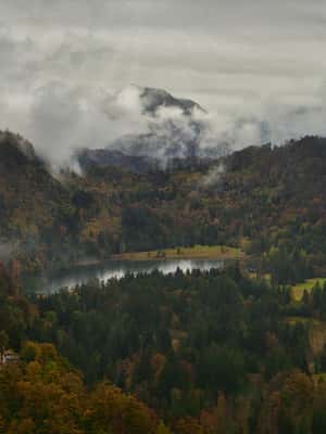 With Peter to Neuschwanstein & Buchenberg Alm: Private or Small Group ...