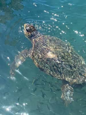 Zakynthos: Turtle Island, Cameo and Keri Caves + Transport | GetYourGuide