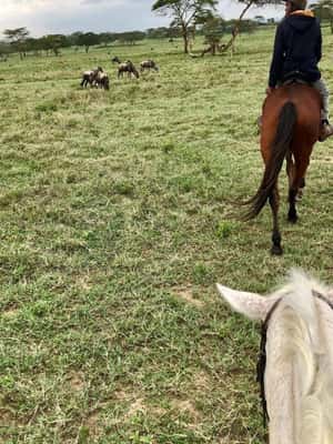 Nairobi: Horseback Safari and Lake Naivasha Boat Ride | GetYourGuide