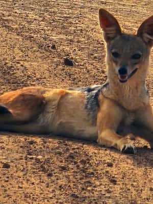 3 Days trip to Ruma National Park from Nairobi | GetYourGuide