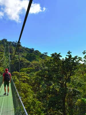 Monteverde: Hanging Bridges in the Cloud Forest Guided Tour | GetYourGuide