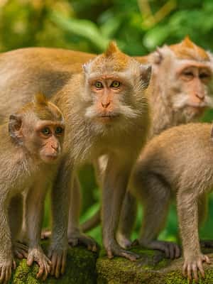 Bali: Full Day Trip Sangeh, Abian Desa, Sebatu, & Umah Kuno | GetYourGuide