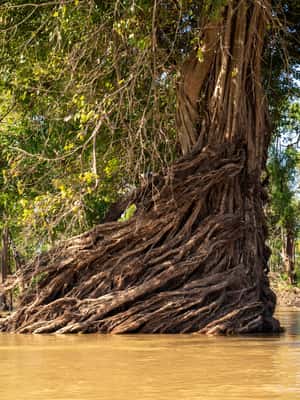 Full-Day Stung Treng Mekong River Boat Tours with Lunch | GetYourGuide