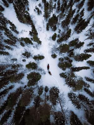 Rovaniemi: paseo a caballo por el bosque con traslados | GetYourGuide