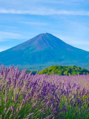 Tokio: Prohlídka hory Fuji, farmy Makaino a jezera Kawaguchi | GetYourGuide
