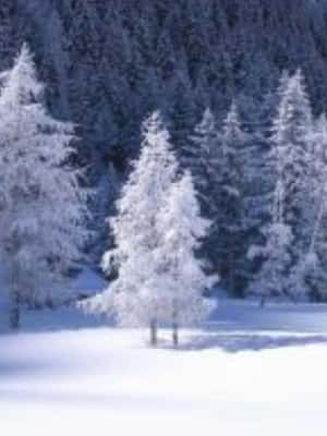 Cogne – snowshoeing in the enchanted forest | GetYourGuide