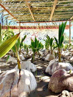 Ixtapa Zihuatanejo Archaeological Zone and Coconut Museum Tour ...