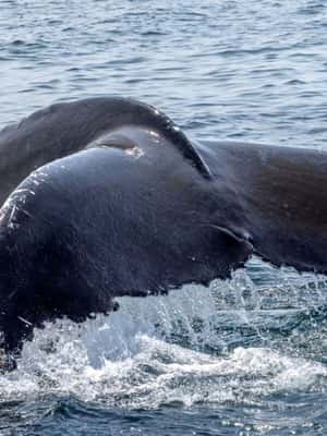 Honolulu: Small-Group Whale Watching Raft Adventure | GetYourGuide