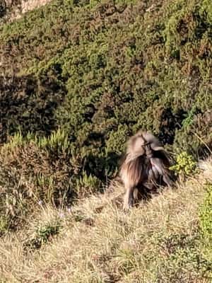 Simien Mountains: 3-Day Trek with Guide and Meals | GetYourGuide