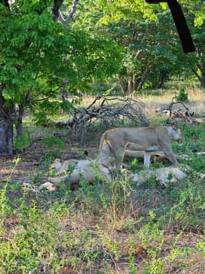 Chobe National Park Day Trip from Livingstone & Vic Falls | GetYourGuide