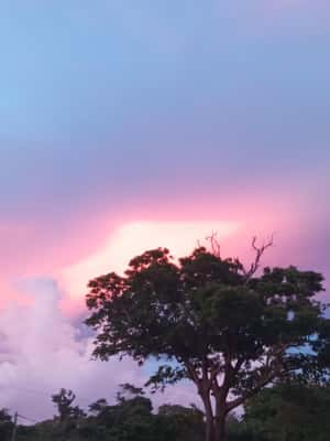 Vanuatu: Tanna Coffee Factory Tour and Pele Island Trip | GetYourGuide