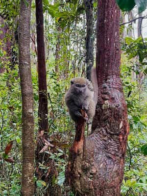 Antananarivo: Andasibe National Park Day Trip with Lemurs | GetYourGuide