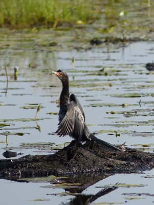 Kampala: Mabamba Swamp Birdwatching Tour with Homemade Cake | GetYourGuide