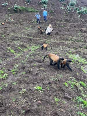 From Kigali: 1 Day Golden Monkey Trek in Volcanoes NP | GetYourGuide