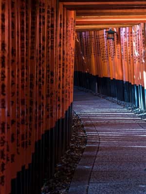Kyoto: Cherry Blossoms, Matcha, and Fushimi Inari Day Tour | GetYourGuide