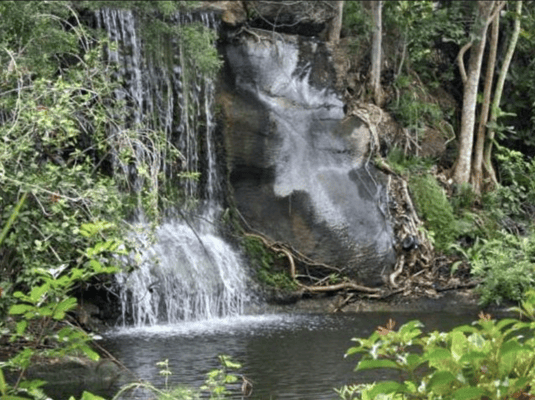 Freeport Shore Excursion: Garden of the Groves and City Tour | GetYourGuide