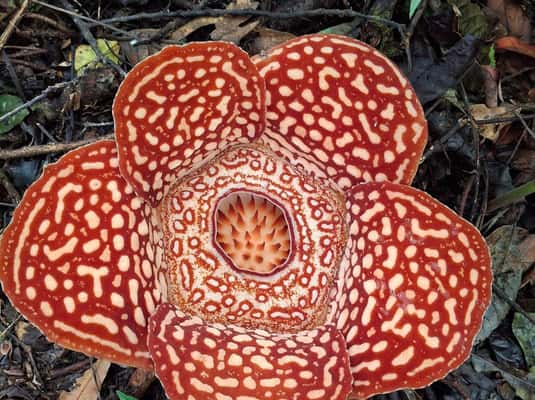 Tambunan: Rafflesia Flower Trekking with Rustic Lunch | GetYourGuide