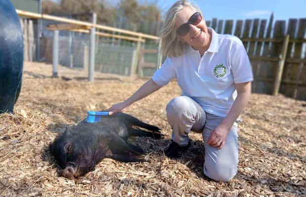 Kinvarra: Meet The Mini Pigs at Burren Nature Sanctuary | GetYourGuide