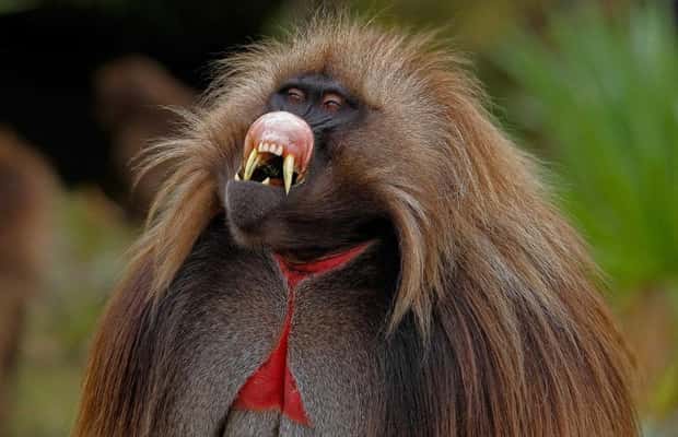 Addis Abeba: Debre Libanos, Gelada-Paviane und Schlucht-Tour | GetYourGuide