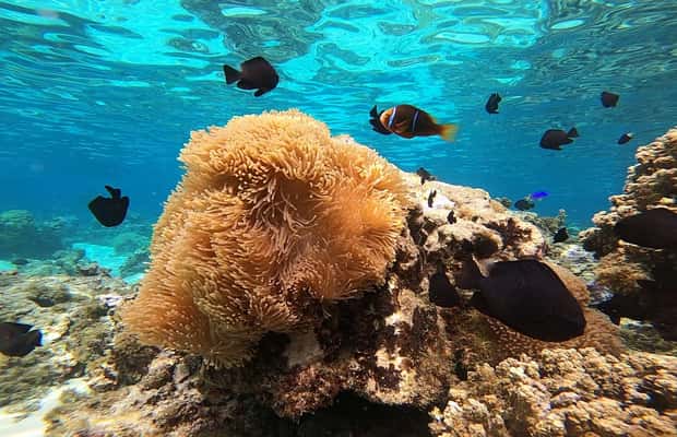 Enjoy a lovely boat trip and snorkeling in the quiet lagoon of Mara'a ...