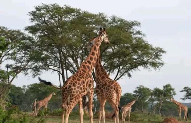 3 Days trip to Ruma National Park from Nairobi | GetYourGuide