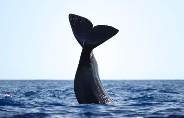 São Miguel: Whale-Watching Cruise with Marine Biologist | GetYourGuide