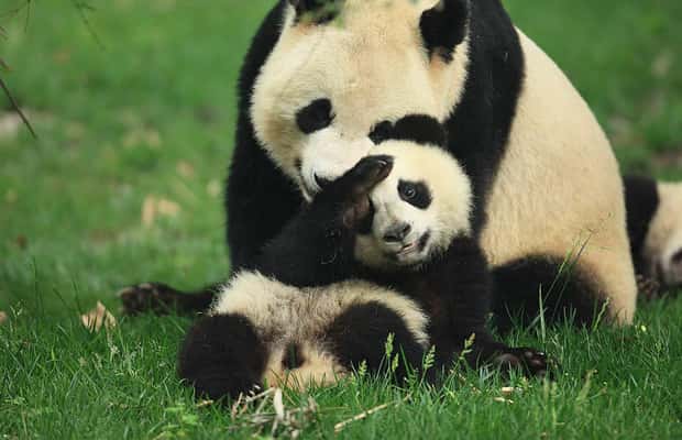 Chengdu: Panda Base, Snack, Tea, Folk Show, Kuanzhai Alley | GetYourGuide
