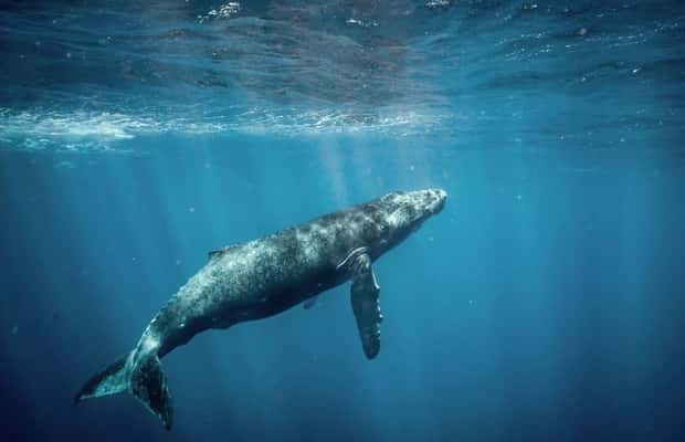 Honolulu: Small-Group Whale Watching Raft Adventure | GetYourGuide