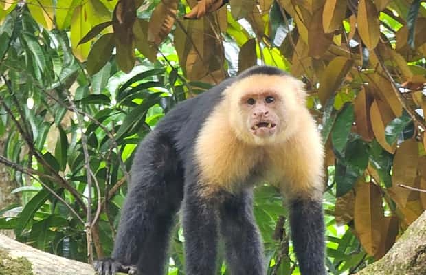 Uvita: Monkey Watching & Beach Survival Tour | GetYourGuide