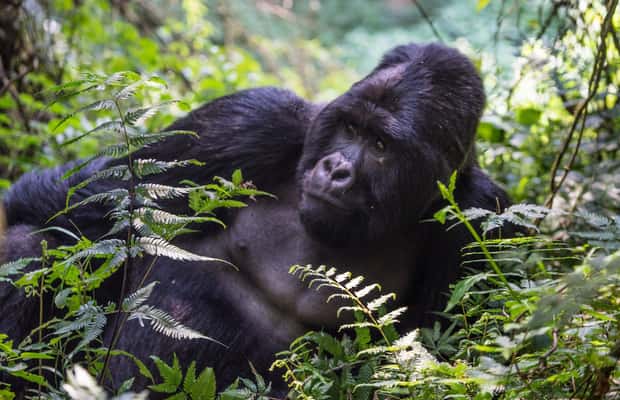 Desde Kigali: excursión de 1 día para ver gorilas de montaña en Uganda ...