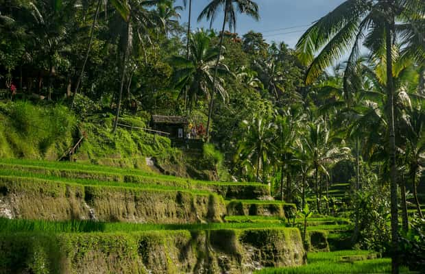 Bali: Ubud Temples, Rice Terraces, & Waterfall Day Tour | GetYourGuide