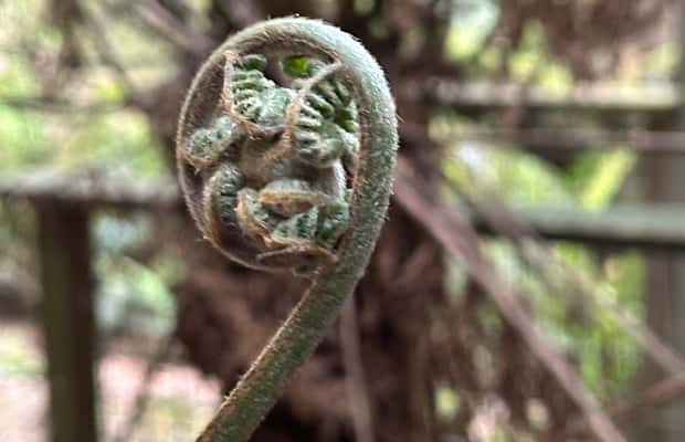 Great Ocean Road reverse Sunrise Tour | GetYourGuide