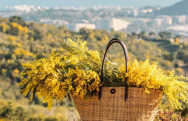 Scopri la strada delle mimose in sidecar partendo da Cannes o Mandelieu ...