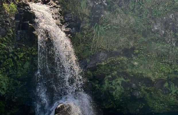 Maui Sea Turtles & Waterfalls: Full-Day Road to Hana Tour | GetYourGuide