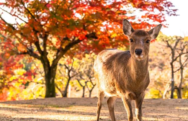 Osaka：6-Day Osaka Regional Tour | GetYourGuide